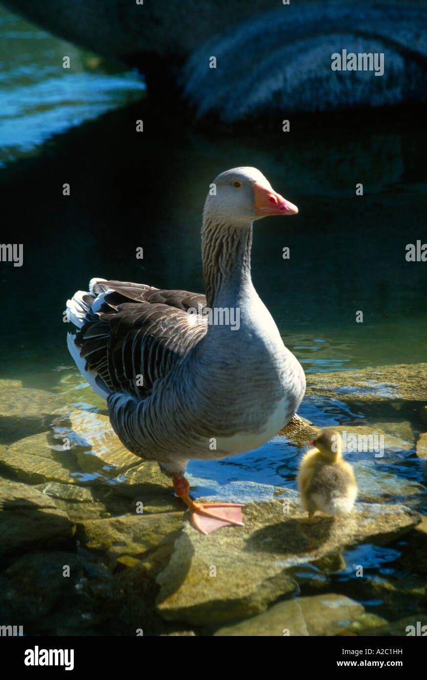 Pink Footed Goose & Gosling Lisbon Portugal Stock Photo - Alamy