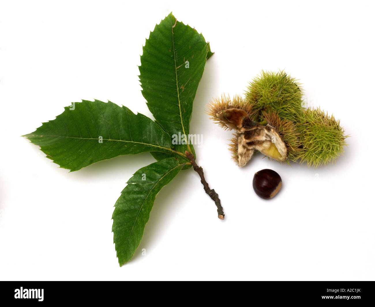 Sweet Chestnut Leaf Seed & Fruit Stock Photo - Alamy