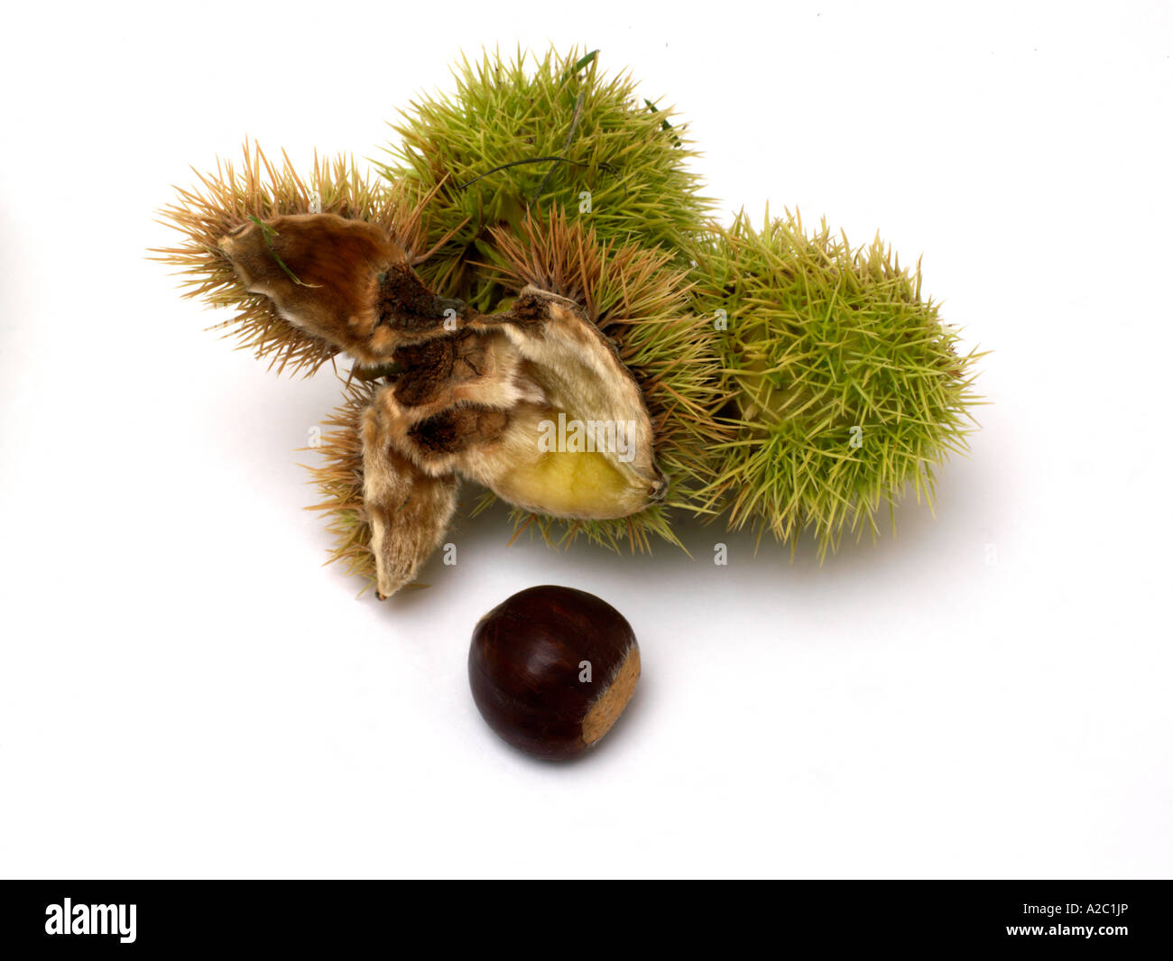 Sweet Chestnut Leaf Seed & Fruit Stock Photo - Alamy
