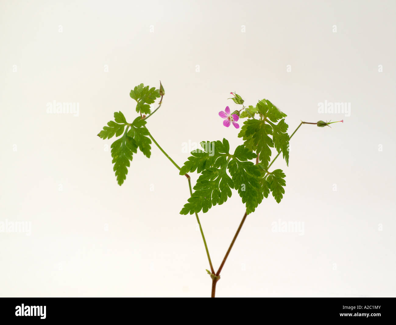 Stinky bob hi-res stock photography and images - Alamy