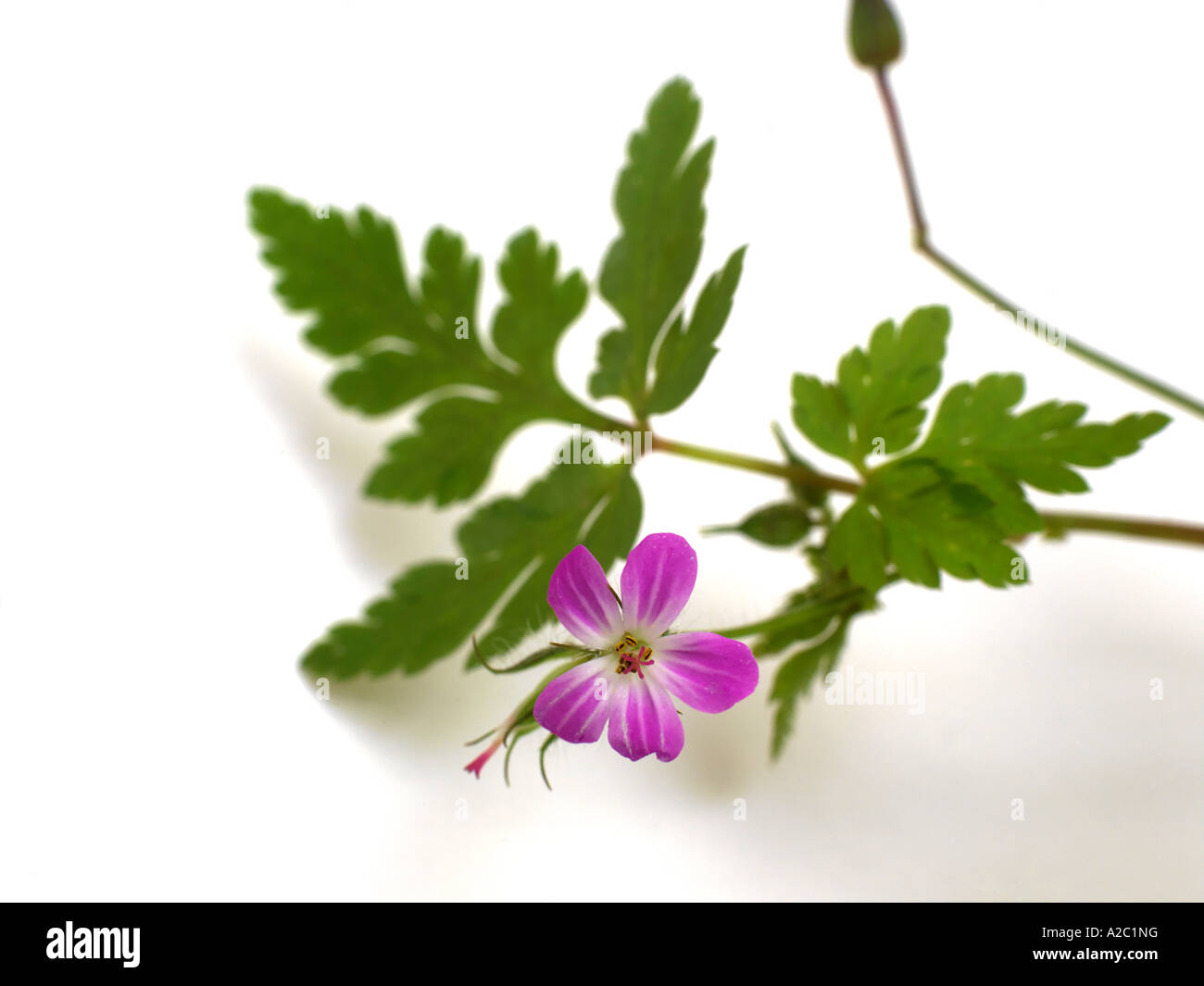Herb robert flowers hi-res stock photography and images - Alamy