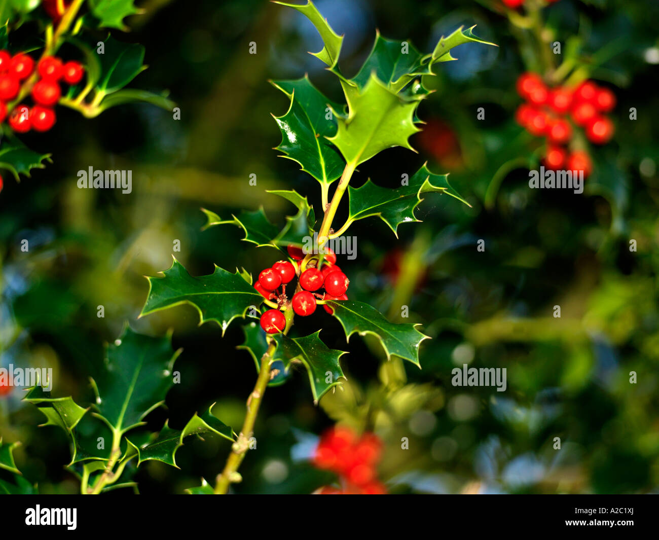 Holly & Berries Stock Photo - Alamy