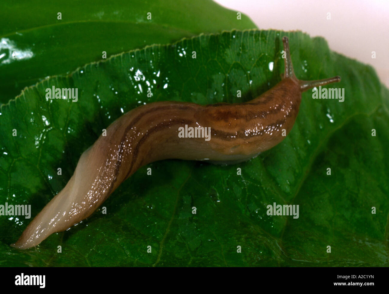 Slug on Leaf Stock Photo - Alamy