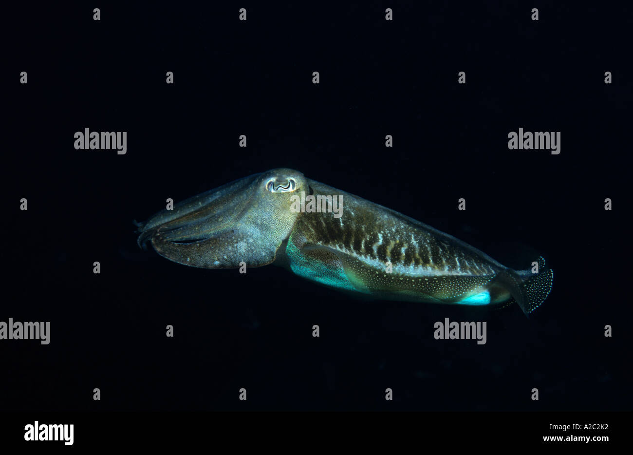 Iridescence cuttlefish hi-res stock photography and images - Alamy