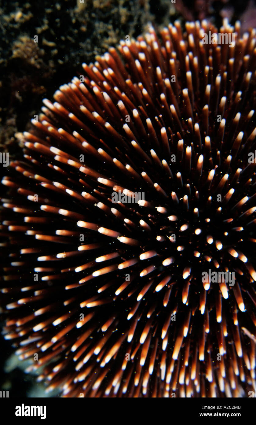 Sea urchin (Sphaerechinus granularis) with purple and white spikes ...