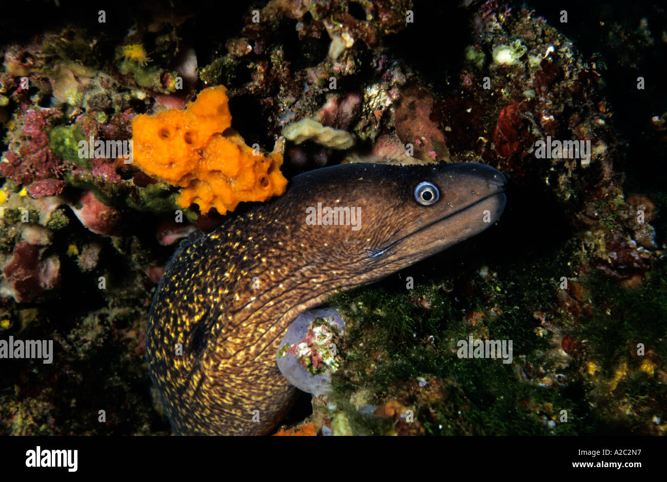 Moray Eel (Muraena helena) curiously pokes its head out of a rock ...