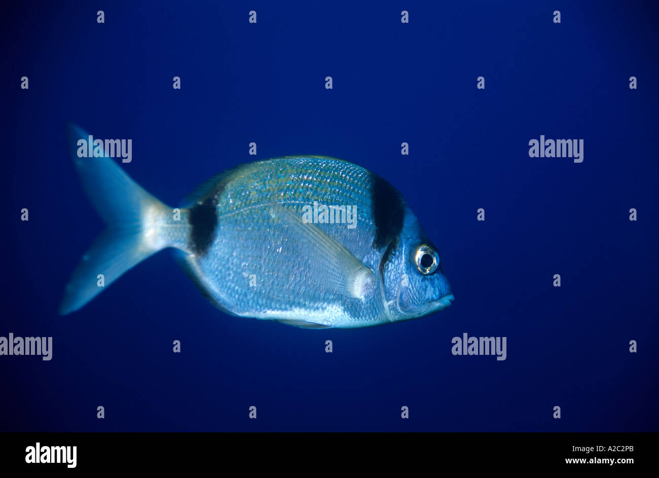 Common Two Banded Seabream (Diplodus vulgaris) swimming in blue waters ...
