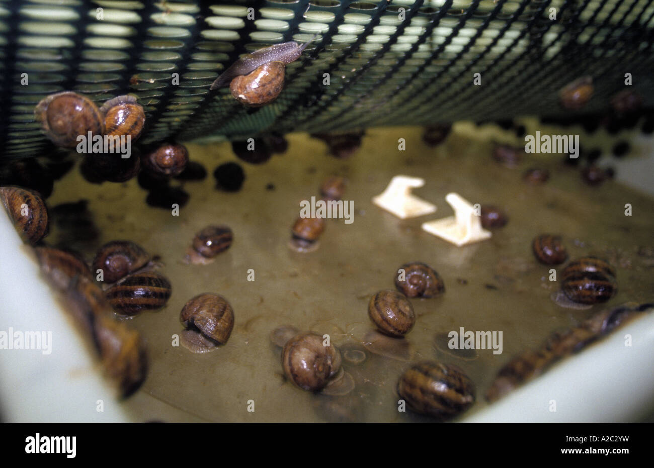 L'Escargot Anglais snail farm Credenhill Herefordshire Stock Photo - Alamy