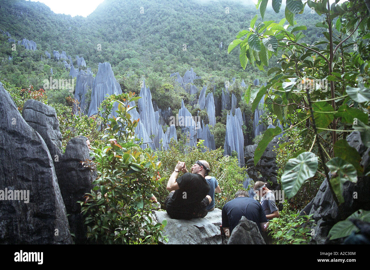 Nov 2006 Borneo Mulu National Park The Pinnacles needle like outcrops ...