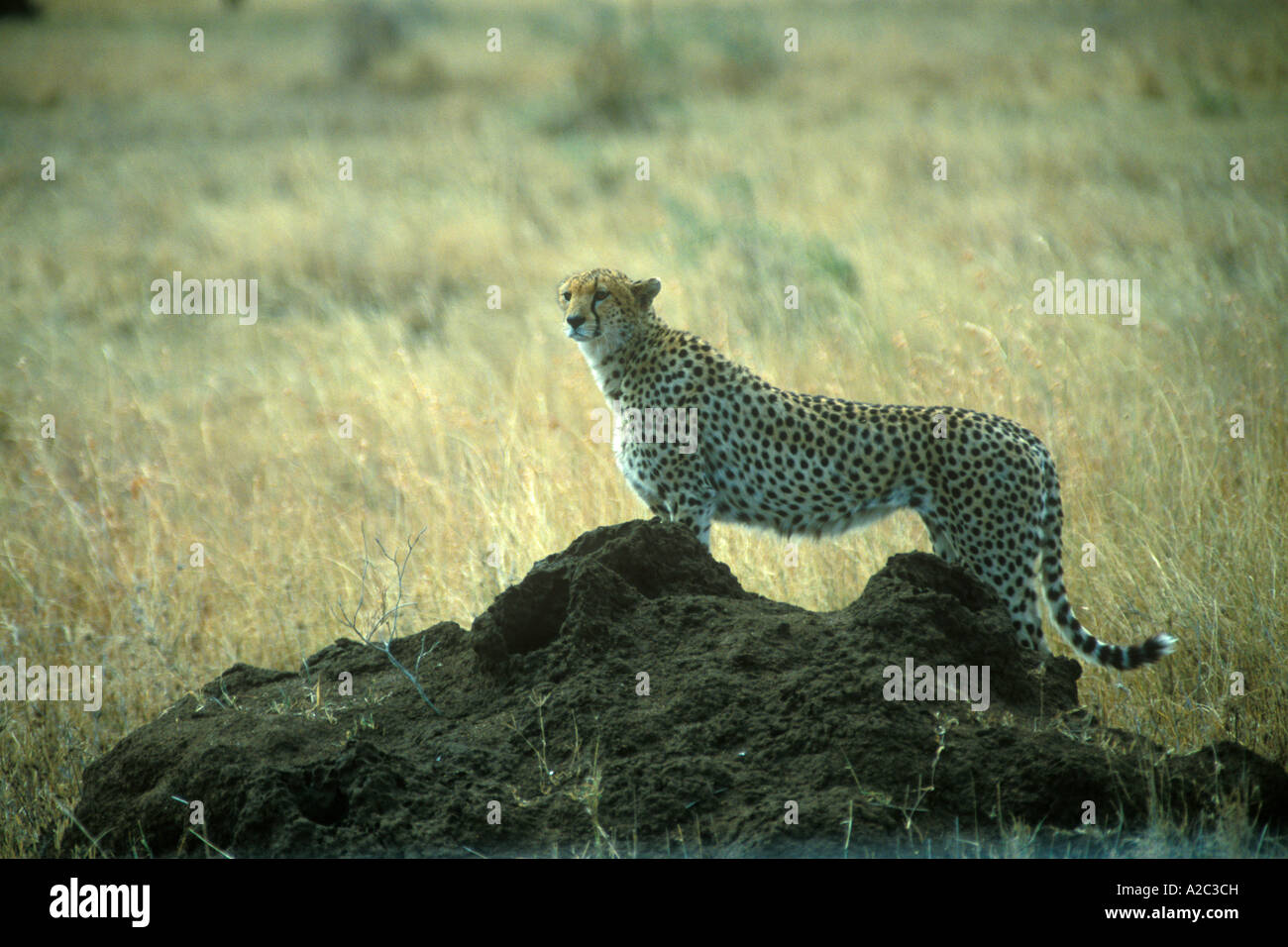 Predator tanzania safari africa safari serengeti holiday vacation hi ...