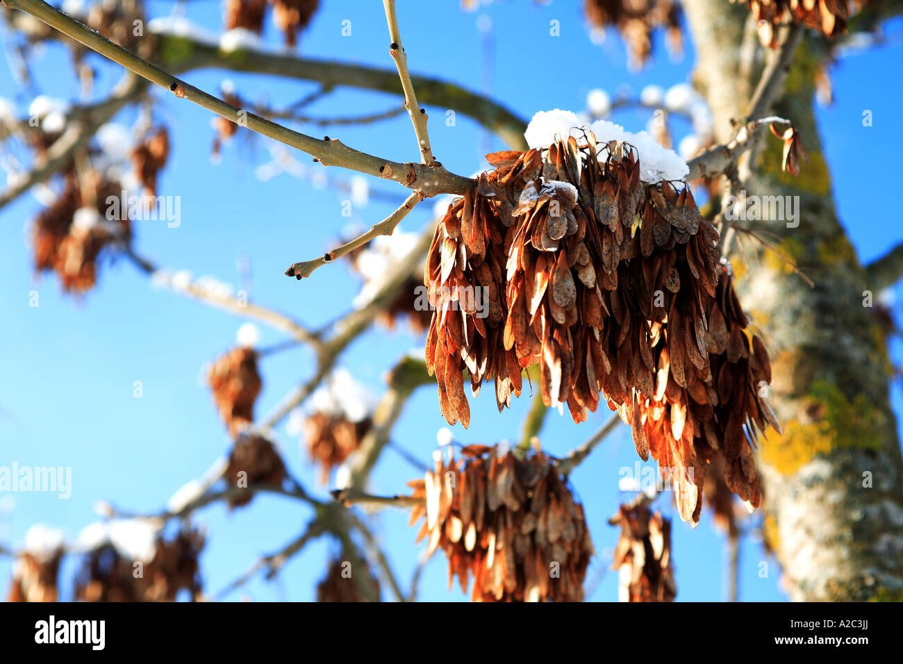 Common Ash tree Fraxinus excelsior in the snow Kaprun Austria Stock ...