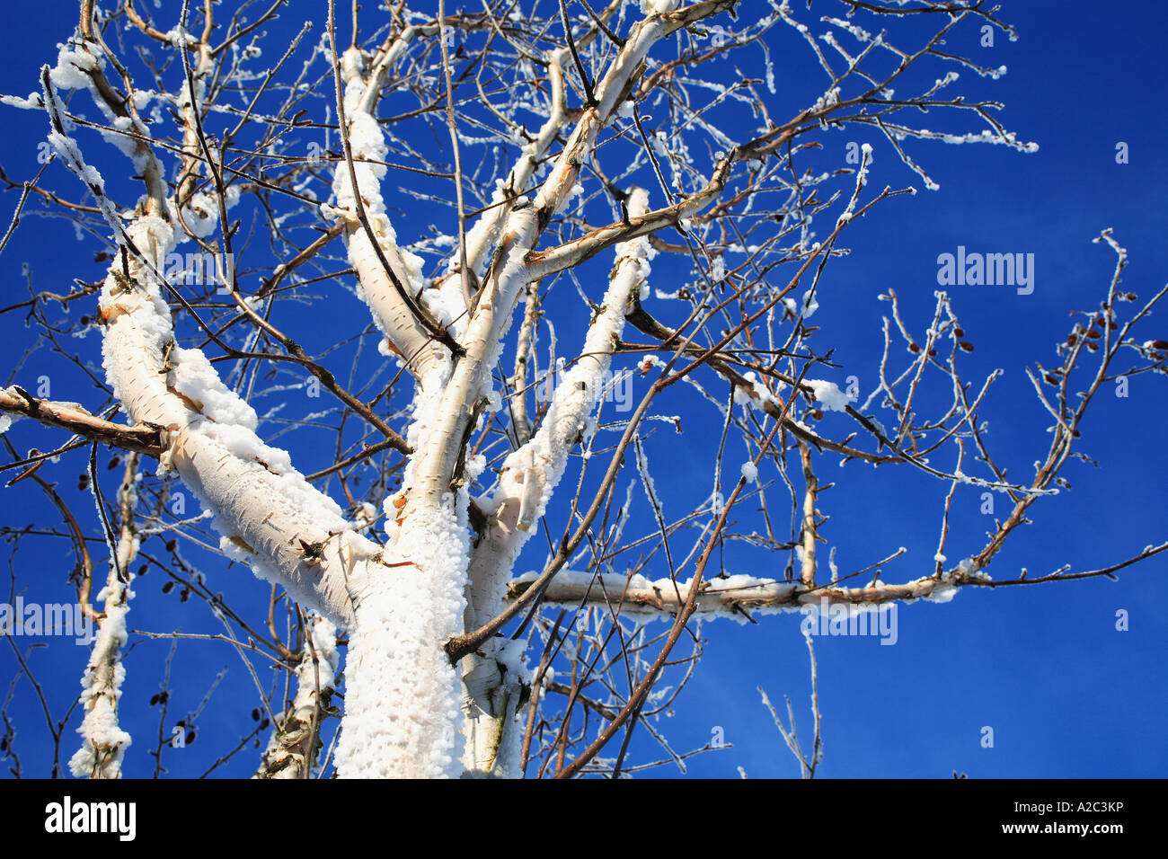 Birch tree and snow Stock Photo - Alamy