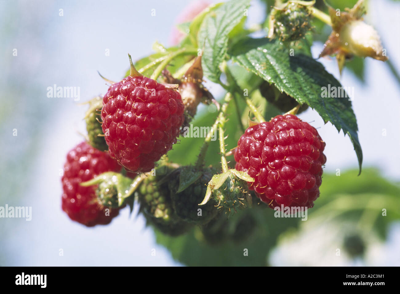 Rasberry plant growing hi-res stock photography and images - Alamy