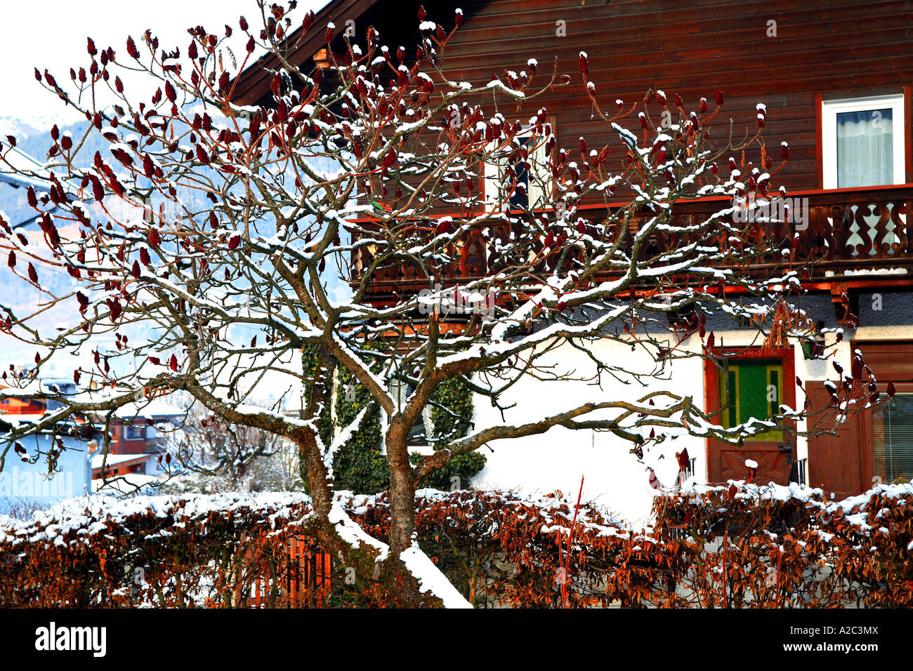 Sumac tree and a house Kaprun Austria Stock Photo - Alamy