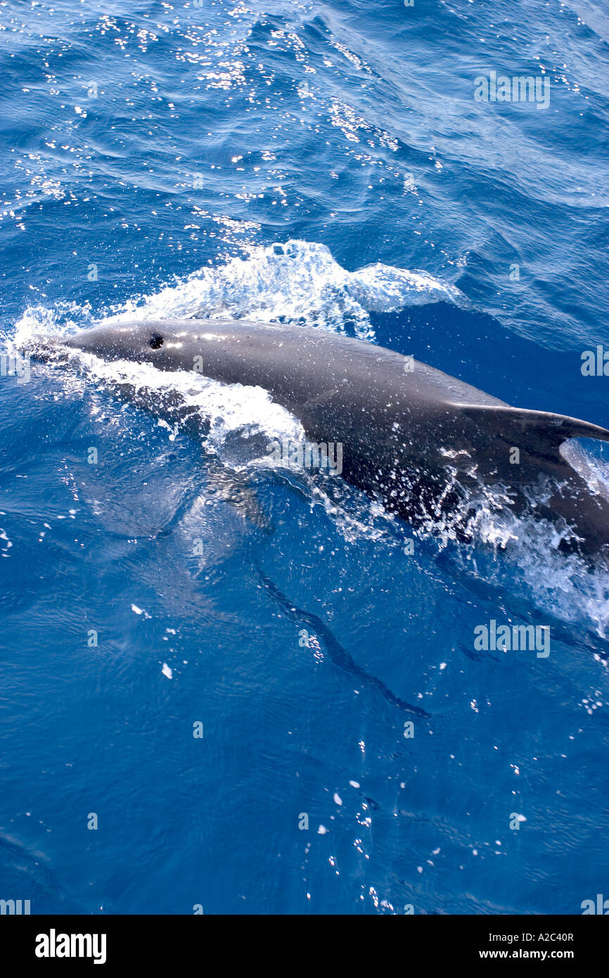 Dolphins aquarium vertical hi-res stock photography and images - Alamy