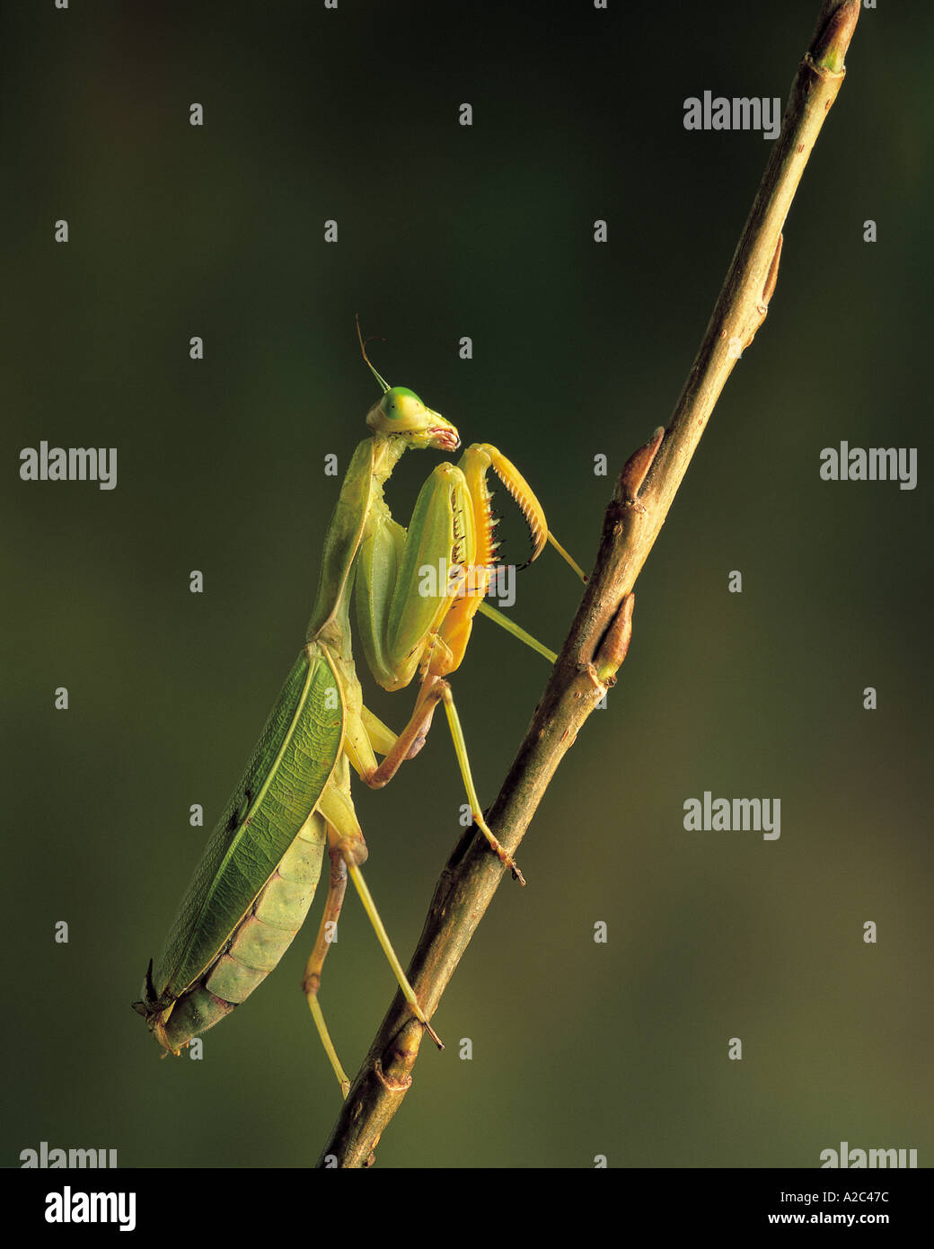 PRAYING MANTIS CLINGING ONTO TWIG Stock Photo - Alamy