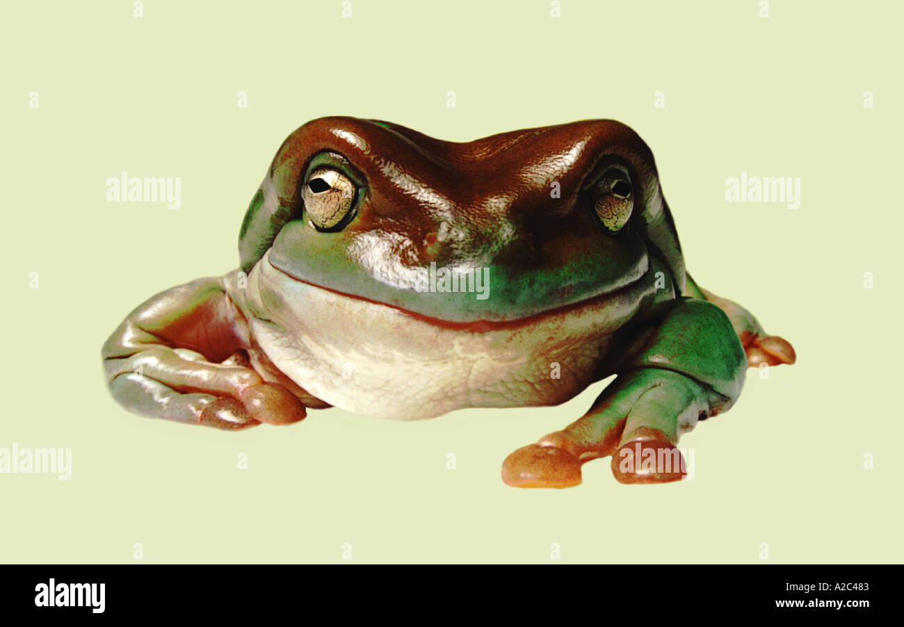 Frog face faces hi-res stock photography and images - Alamy