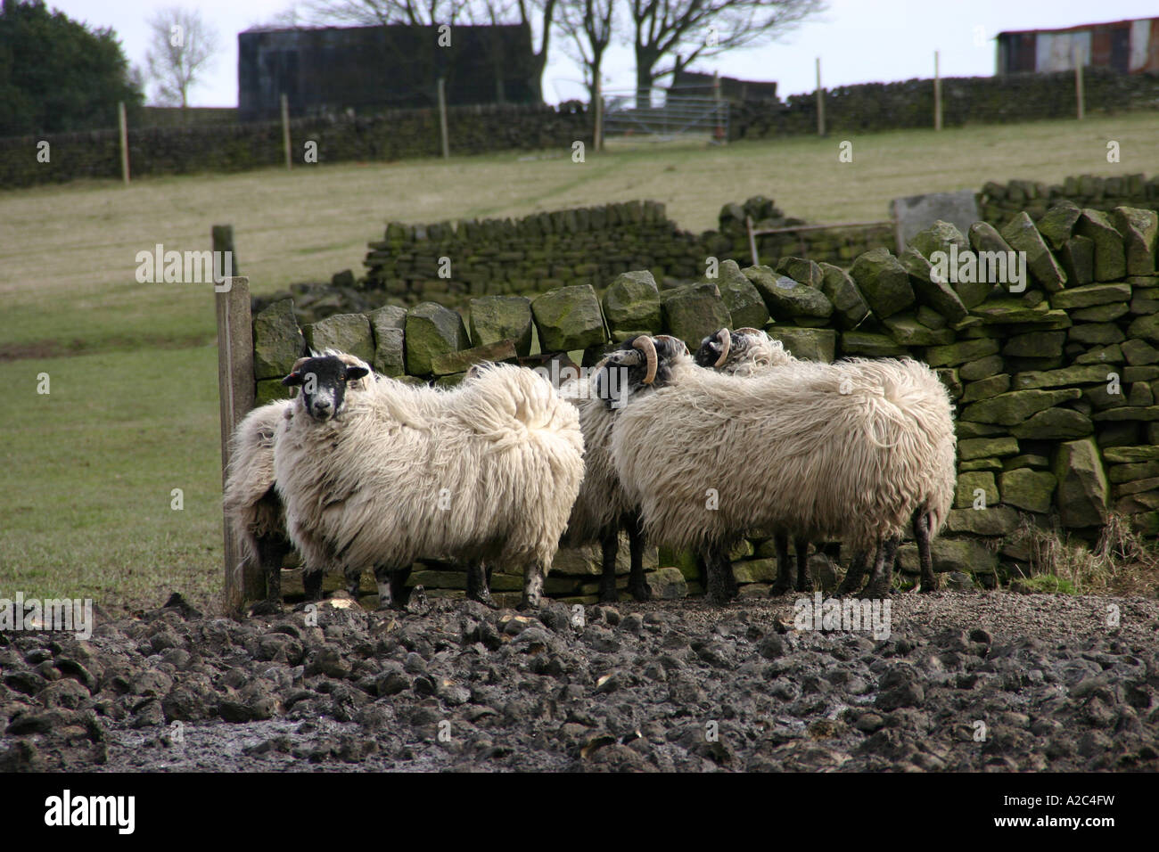 Sheep huddling against a wall Stock Photo - Alamy