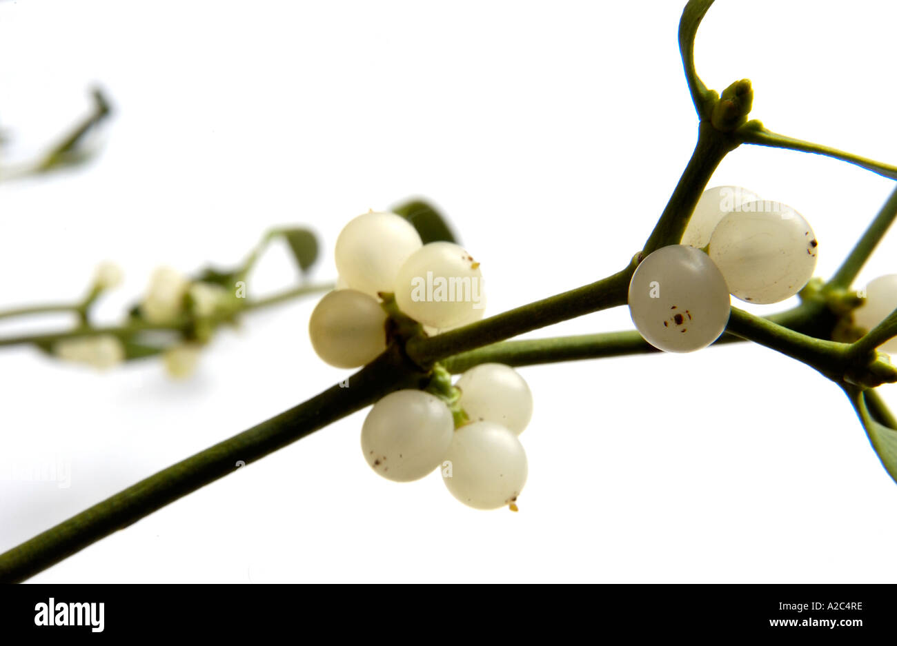 A branch of mistletoe features clusters of small white berries and ...
