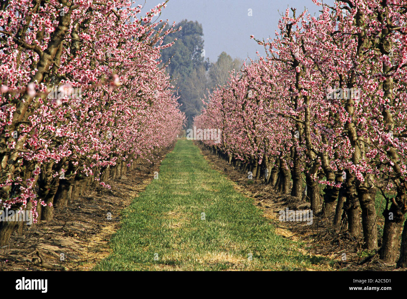 Peach tree in orchard blooming hi-res stock photography and images - Alamy