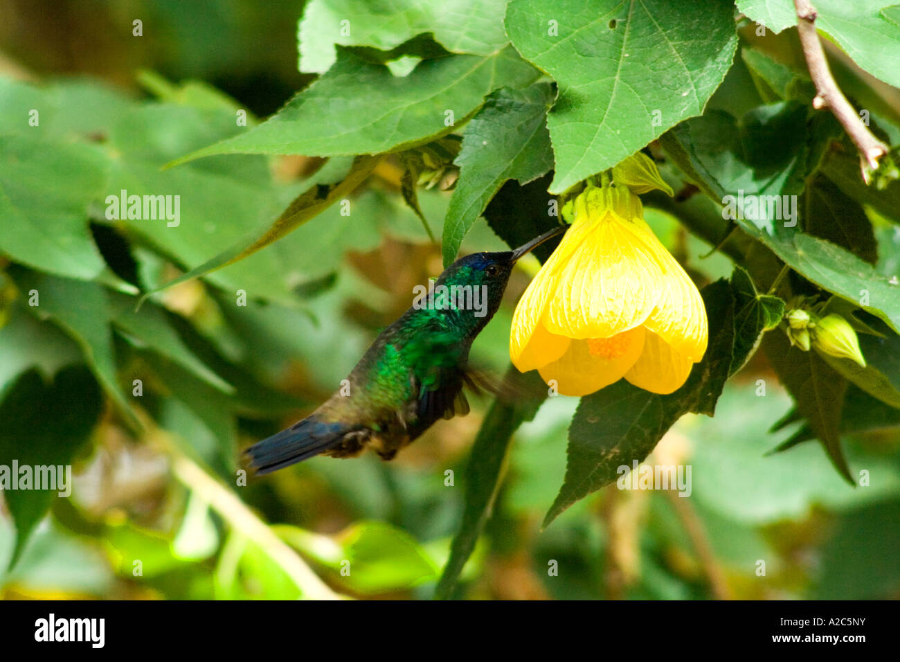 Humming- Bird Buff-winged Starfrontlet ( zool. Coeligena Lutetiae ...