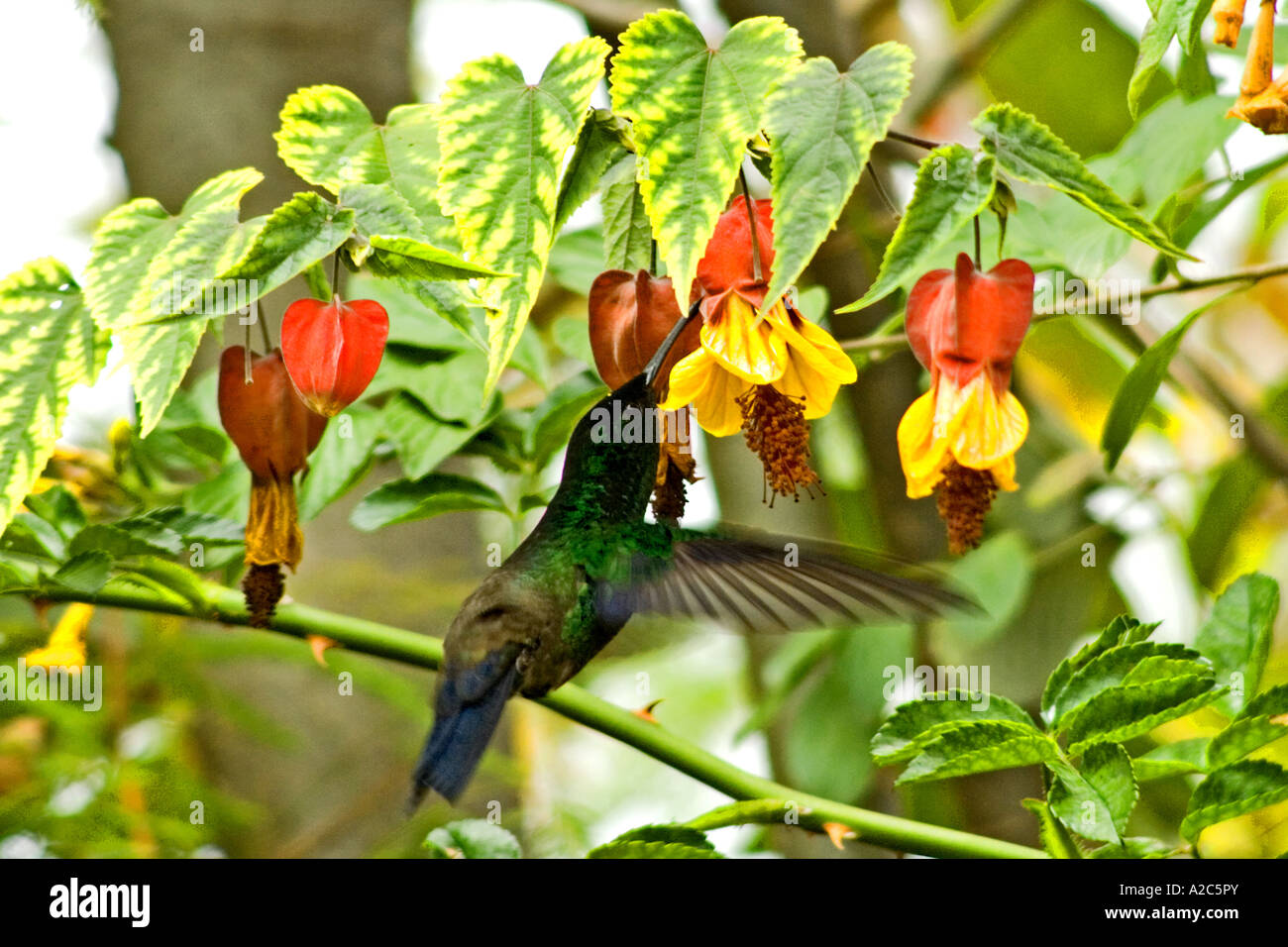 Humming- Bird Buff-winged Starfrontlet ( zool. Coeligena Lutetiae ...