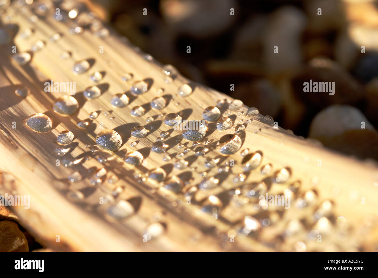 Water droplets on wood in sunlight Stock Photo - Alamy