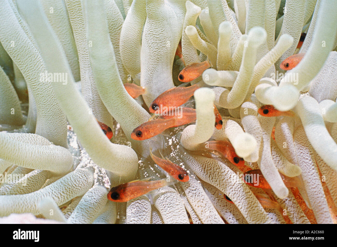 Horizontal underwater shot of Cardinalfish in sea anemones Nether ...