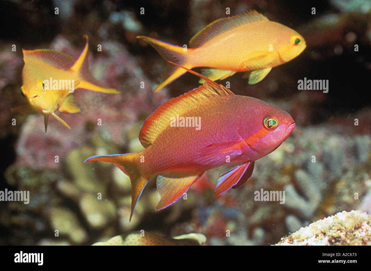 Fluorescent fish hi-res stock photography and images - Alamy