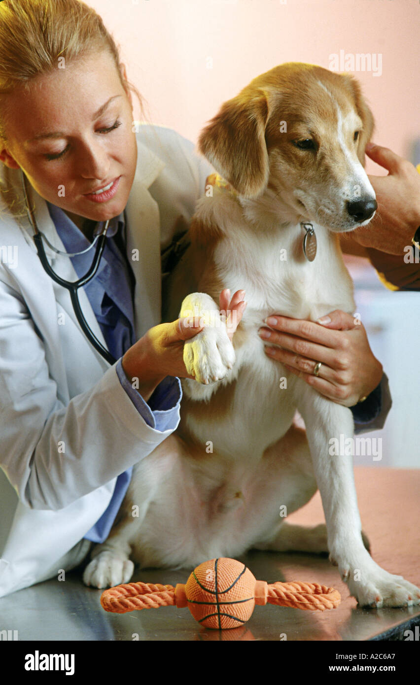 A female veterinarian examining a dog s paw The woman is wearing a ...