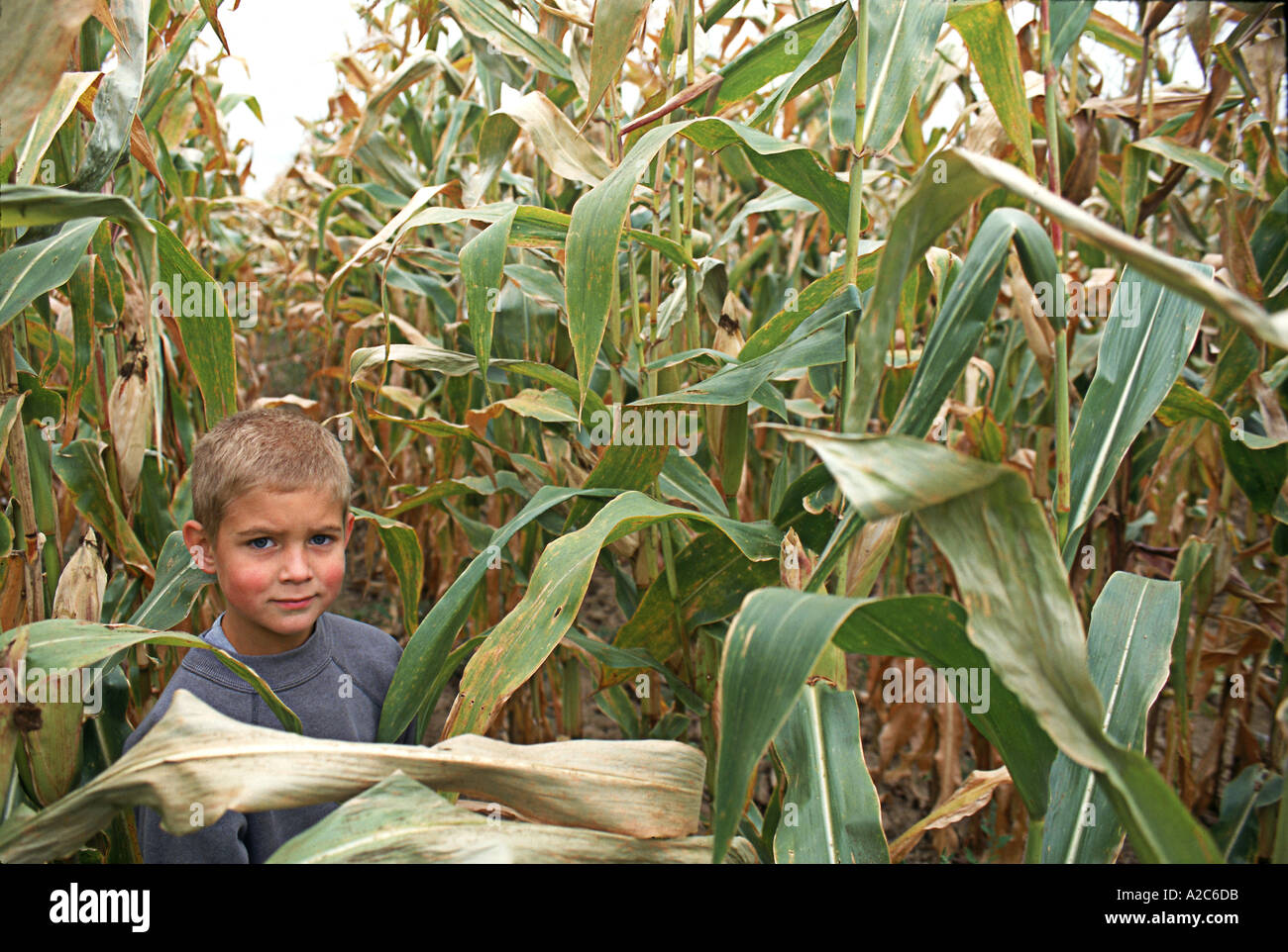 Boys head in corn field hi-res stock photography and images - Alamy