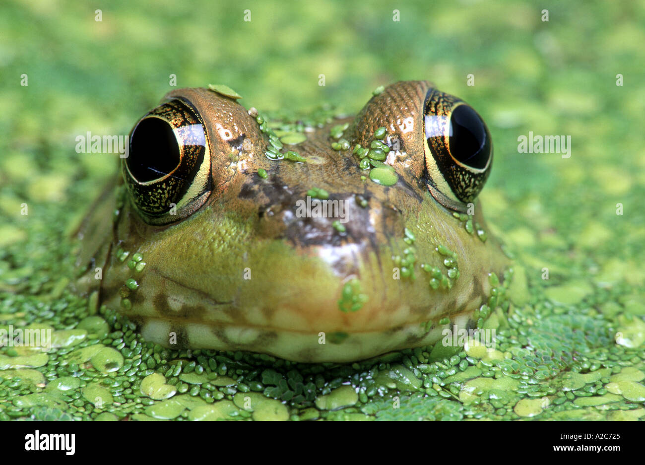 Frog face faces hi-res stock photography and images - Alamy
