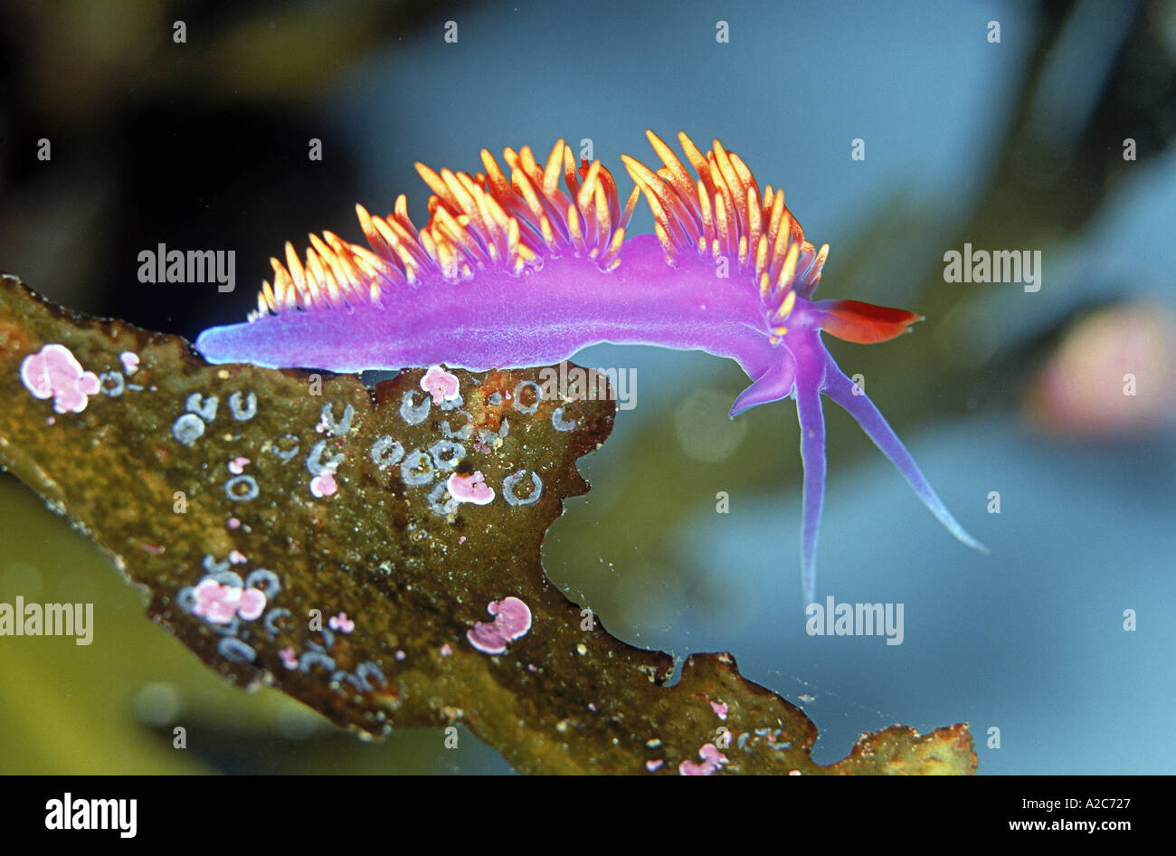 Spanish shawl hi-res stock photography and images - Alamy