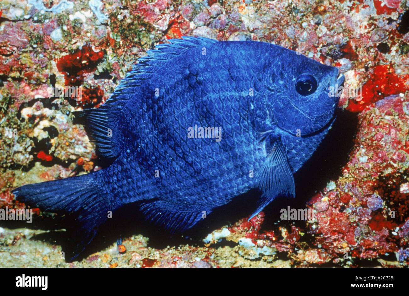 Damsel fish hi-res stock photography and images - Alamy