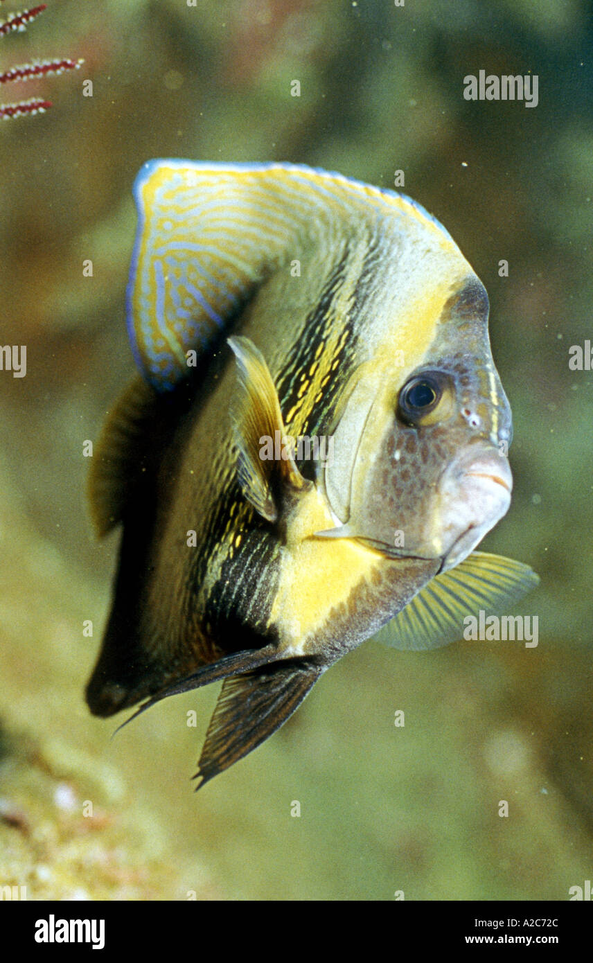 Underwater view of Cortez Angelfish Pomacanthus zonipectus Sea of ...