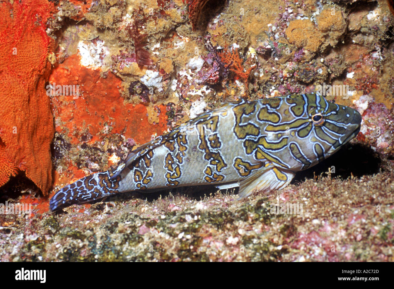 Giant hawkfish hi-res stock photography and images - Alamy