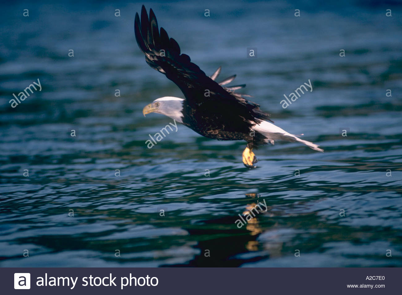 Bald Eagle Swooping High Resolution Stock Photography and Images - Alamy