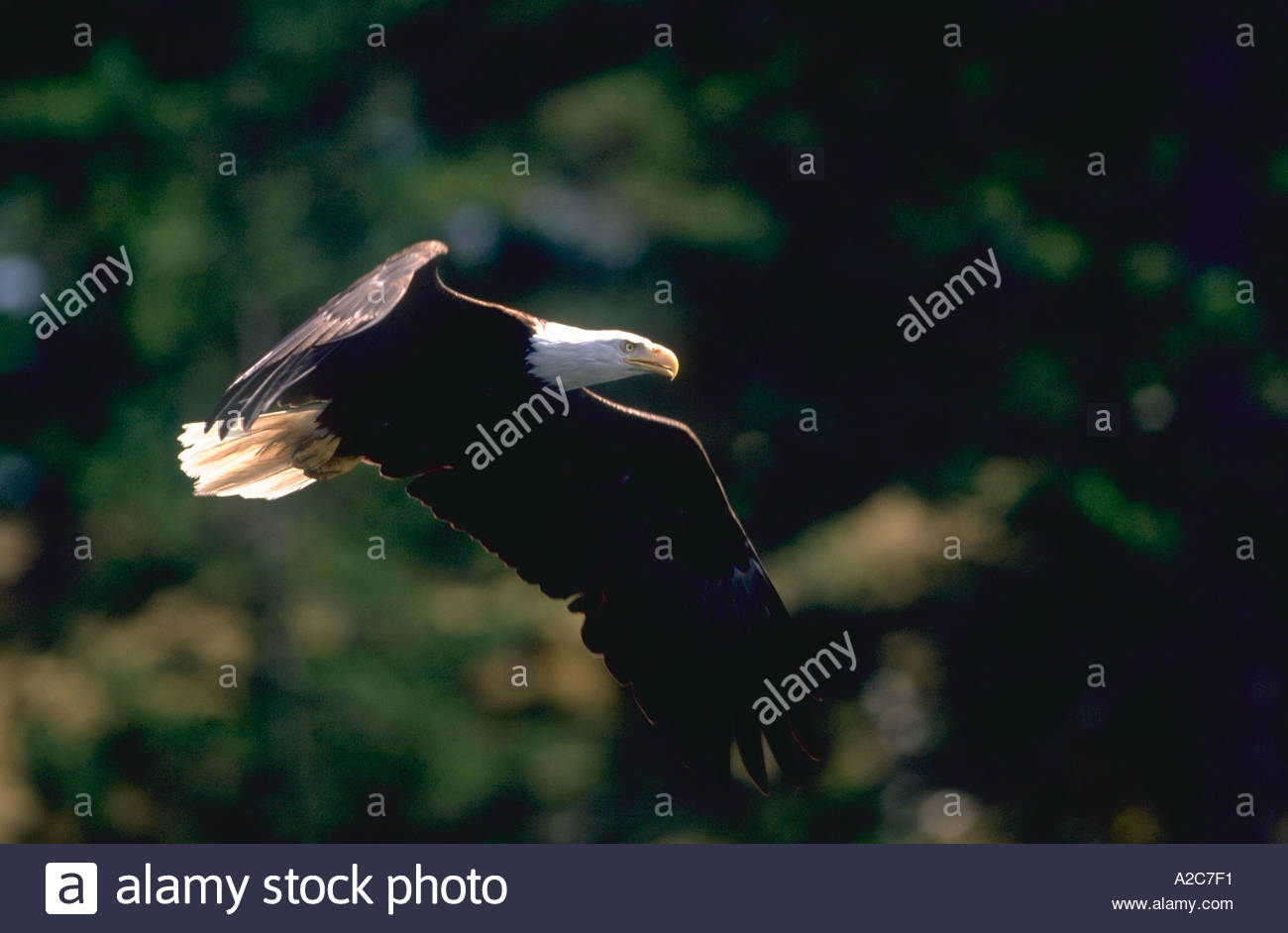 Side View Bald Eagle Soaring Stock Photos & Side View Bald Eagle ...