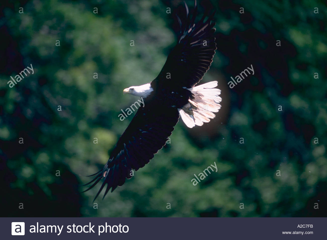 Side View Bald Eagle Soaring Stock Photos & Side View Bald Eagle Soaring Stock Images - Alamy