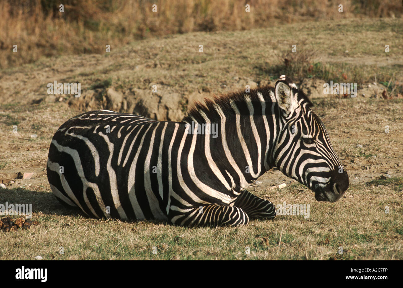 Sitting zebra, Sigean wildlife reserve, Sigean, France Stock Photo - Alamy