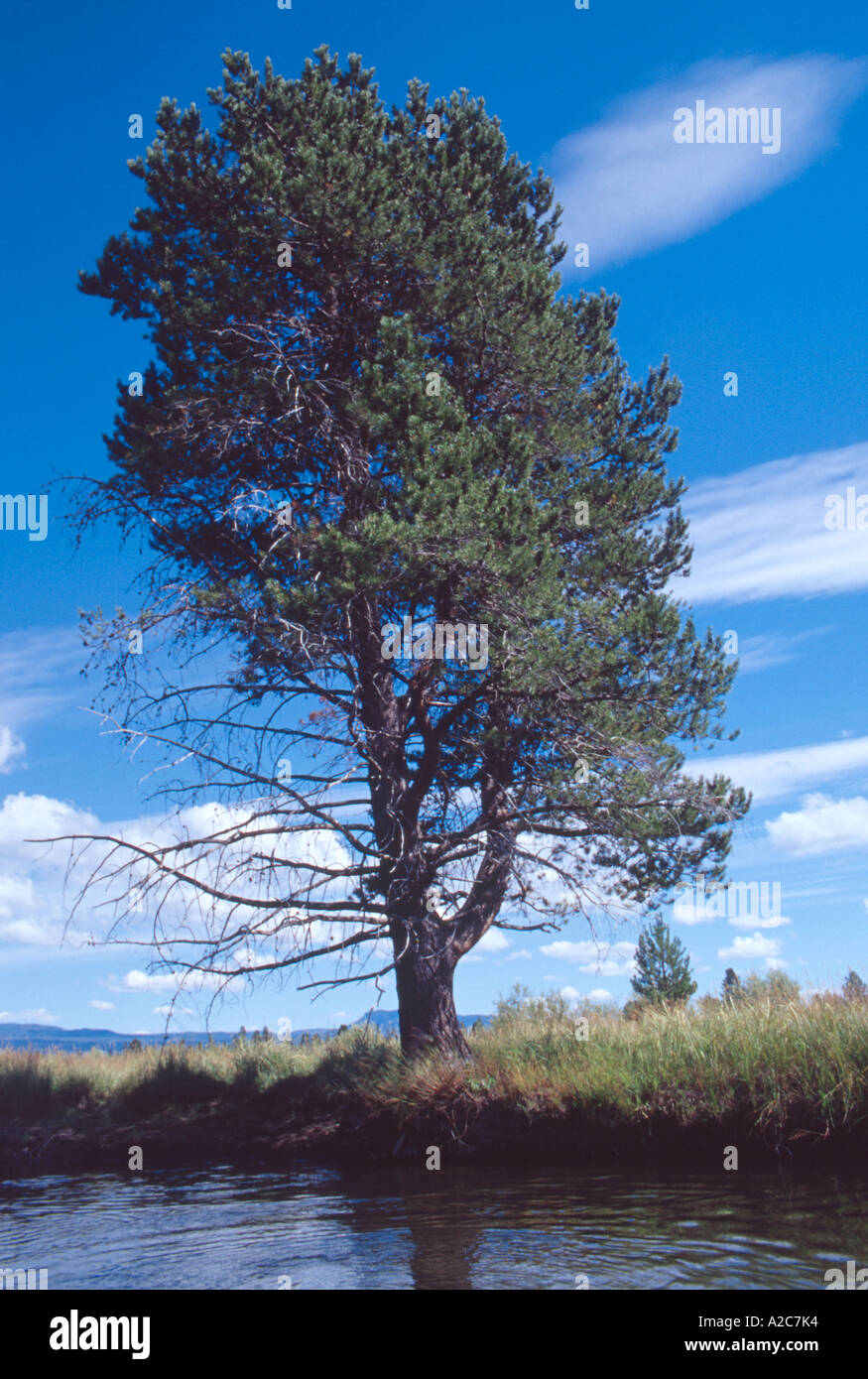 lone Ponderosa Pine Pinus ponderosa on river bank Little Deschutes ...