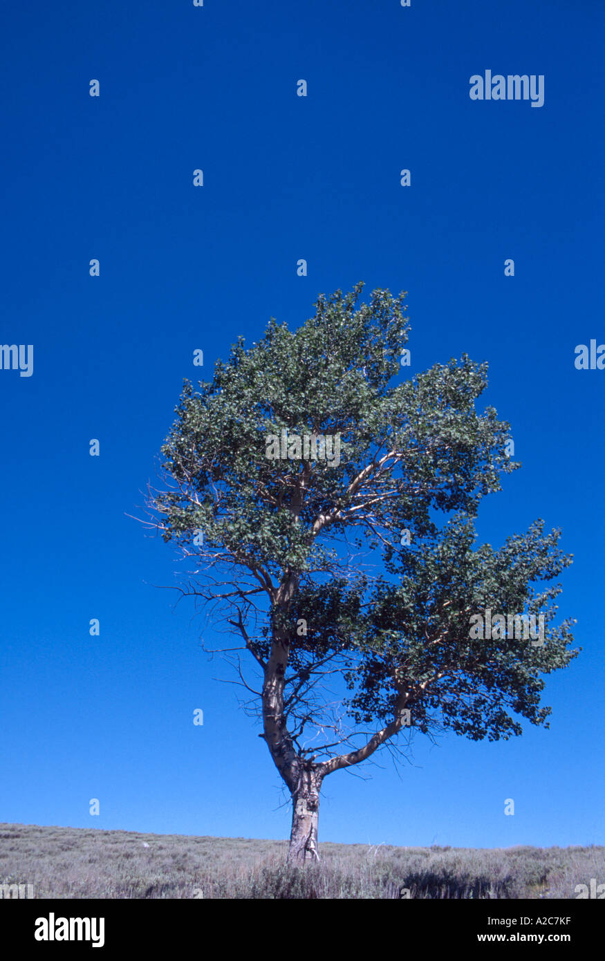 lone Aspen tree Populus tremuloides on hill Steens Mountain Northern ...
