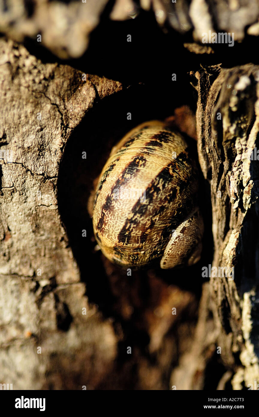 Snail in wood tree trunk Stock Photo - Alamy