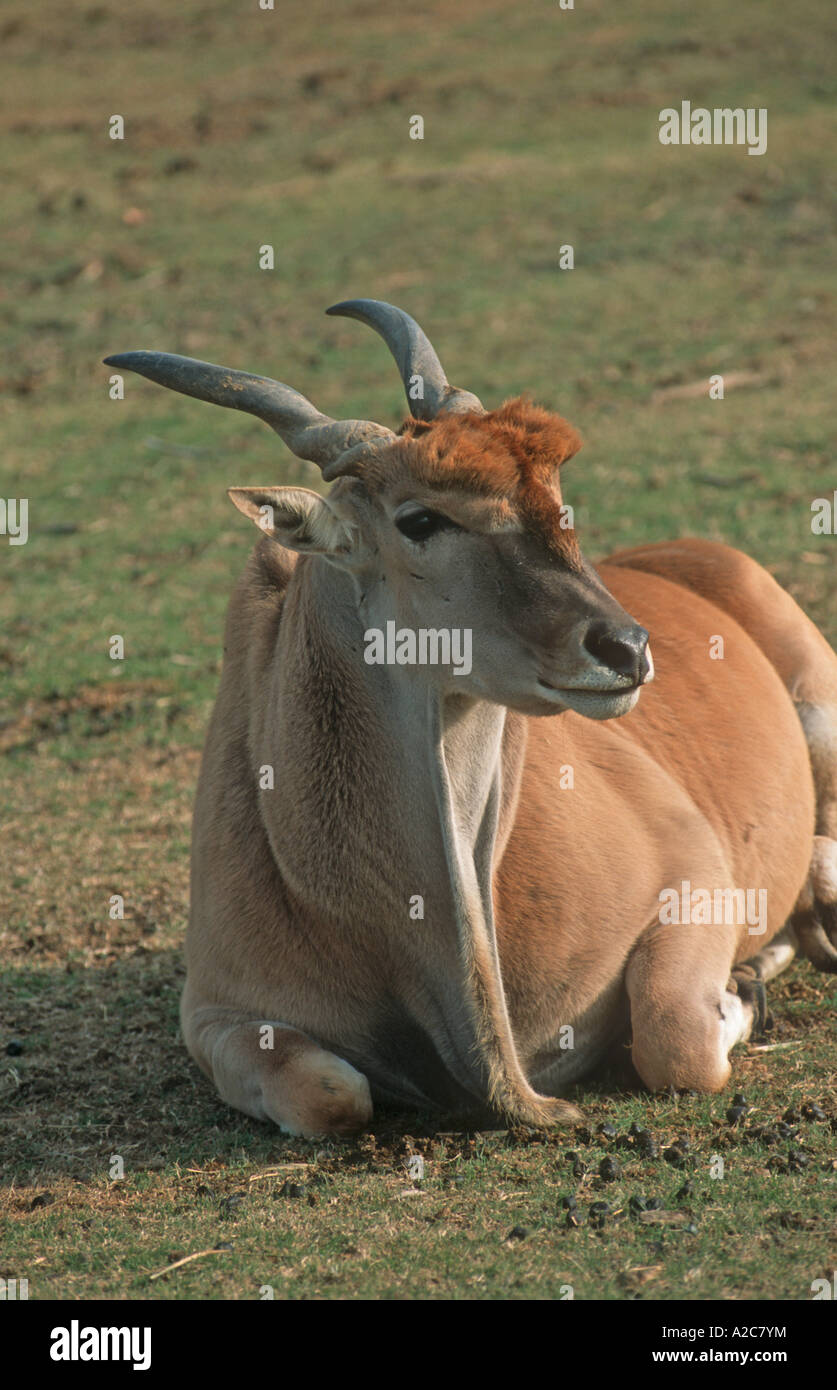 Sitting antelope, Sigean wildlife reserve, Sigean, France Stock Photo ...