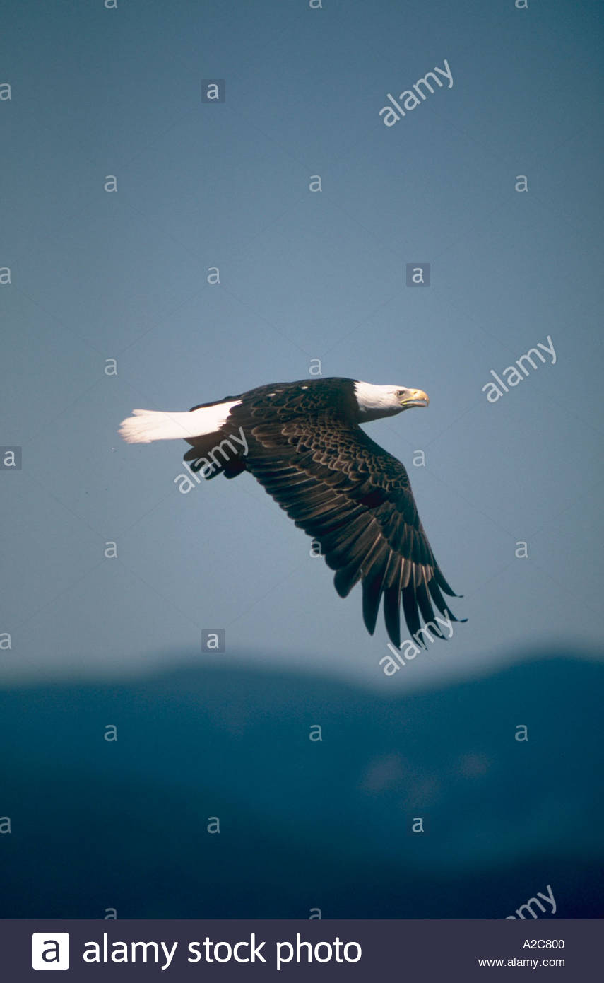 Side View Bald Eagle Soaring Stock Photos & Side View Bald Eagle ...