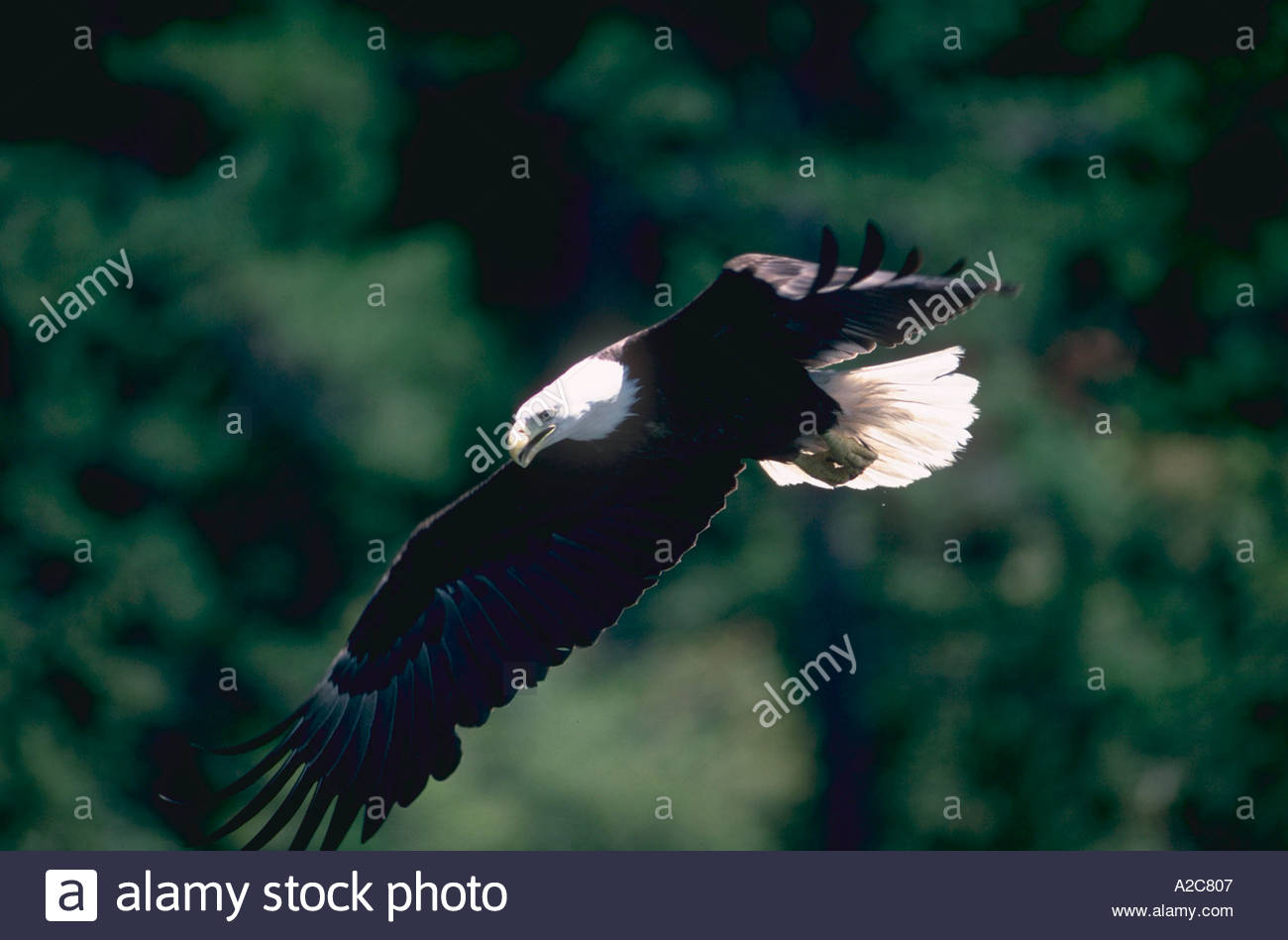 Side View Bald Eagle Soaring Stock Photos & Side View Bald Eagle Soaring Stock Images - Alamy