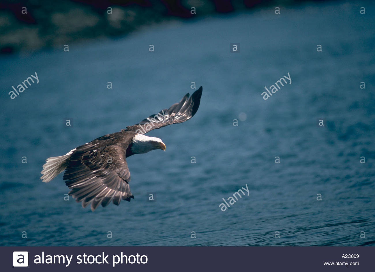 Side View Bald Eagle Soaring Stock Photos & Side View Bald Eagle Soaring Stock Images - Alamy