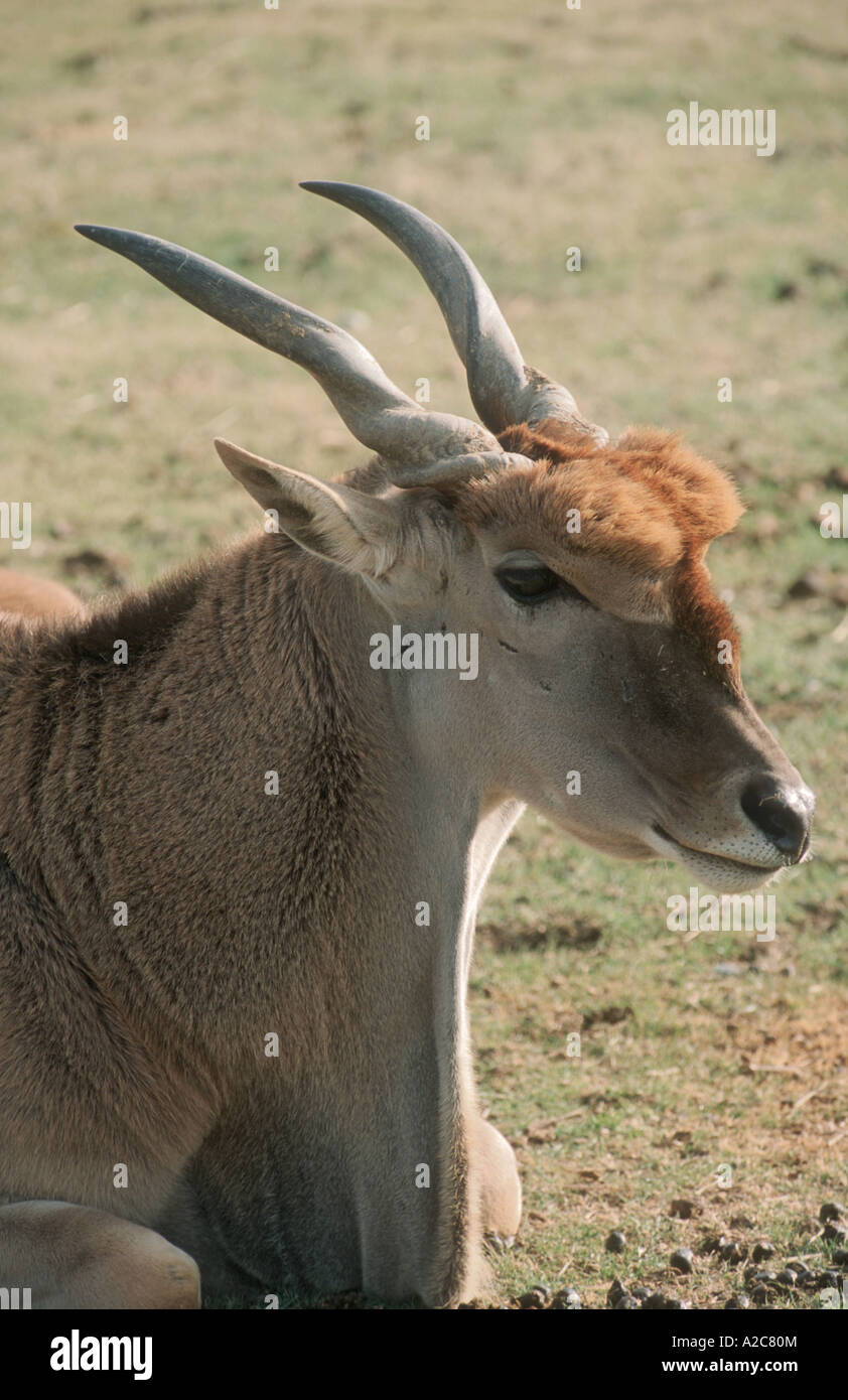 Sitting antelope, Sigean wildlife reserve, Sigean, France Stock Photo ...