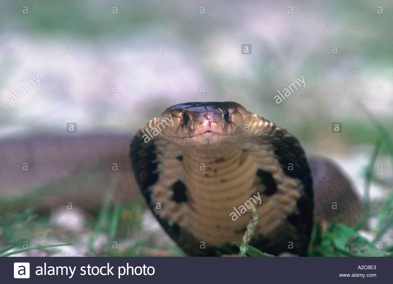 Monocled Cobra High Resolution Stock Photography and Images - Alamy