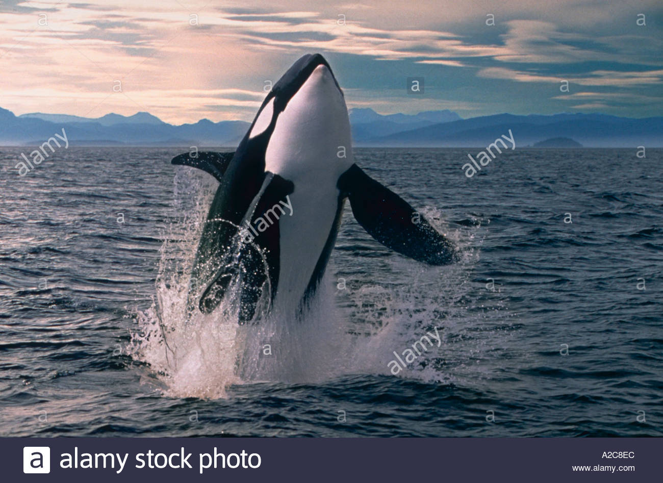 Orca Jumping Sea Stock Photos & Orca Jumping Sea Stock Images - Alamy